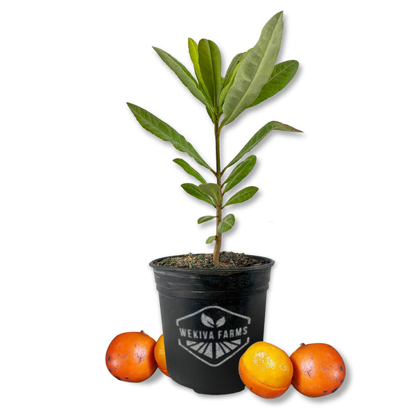 African Mangosteen Tree - Imbe - Live Plant in a 1 Gallon Growers Pot ...