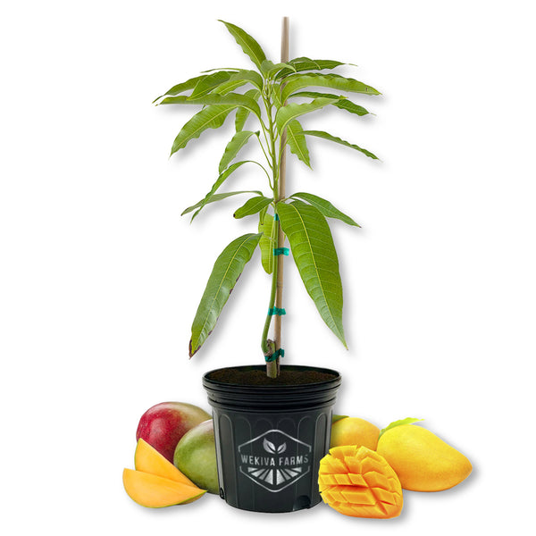 Mango Tree - Live Fruit Tree in a 3 Gallon Pot - Tropical Edible Fruit ...