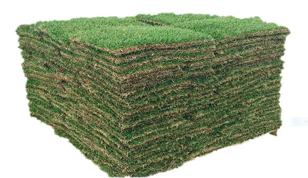 St. Augustine Palmetto Shade tolerant sod - 400 Square Foot – Wekiva Farms