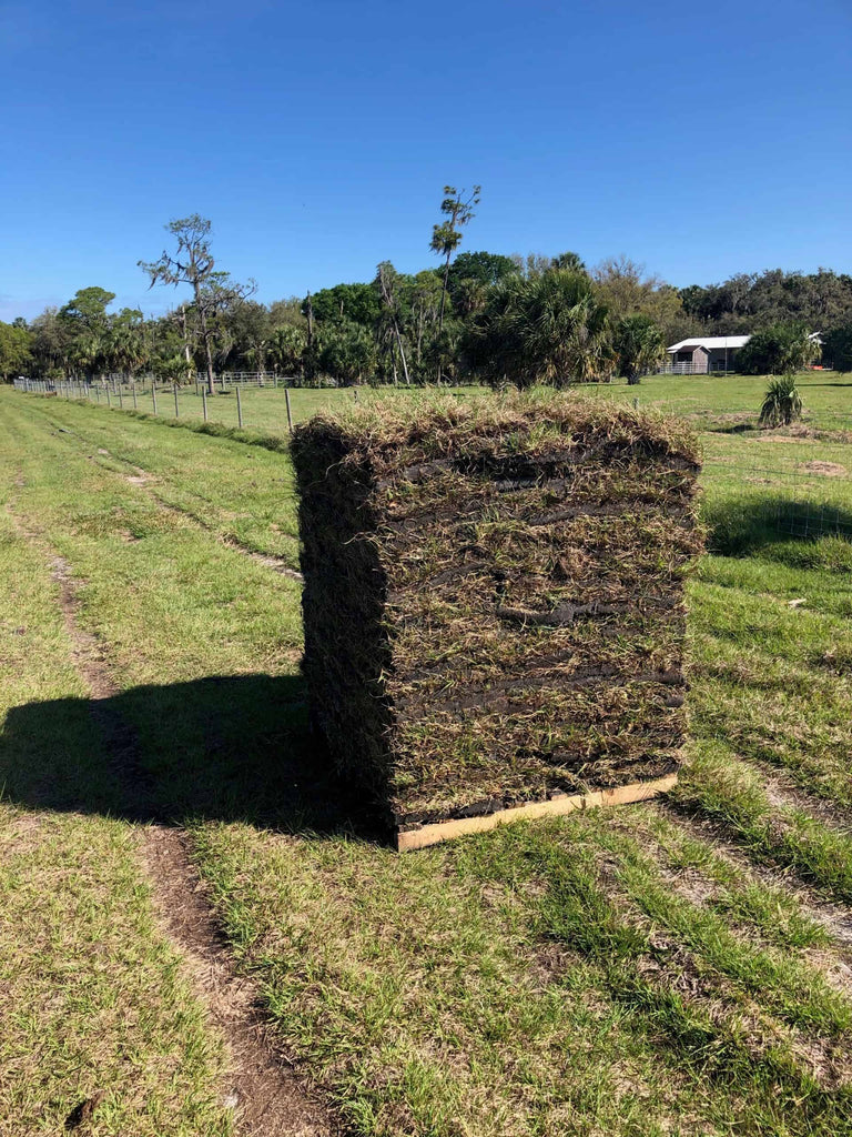 Bahia Sod Pallet - 400 Sq. Ft - Low Maintenance Drought Tolerant Grass ...