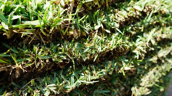 Floratam St. Augustine Sod - 400 Square Foot Pallet – Wekiva Farms