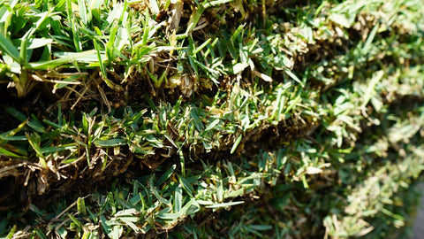 Floratam St. Augustine Sod - 400 Square Foot Pallet – Wekiva Farms